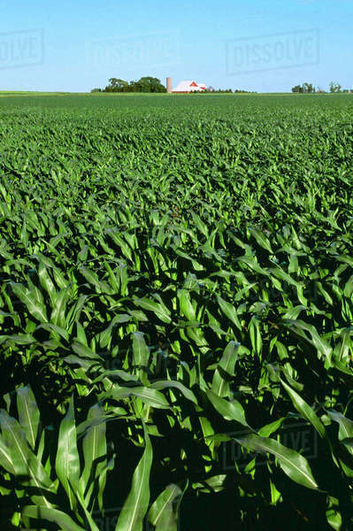 Agriculture - Mid growth, pre tassel stage grain corn field with a red ...