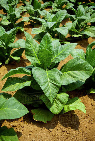 Agriculture - Mid growth Flue Cured tobacco plants / North Carolina ...