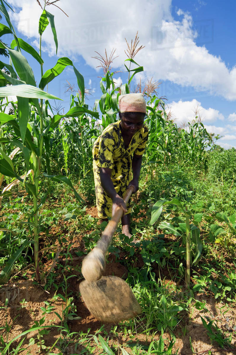 Agriculture - An African woman cultivating soil with large hoe in a ...