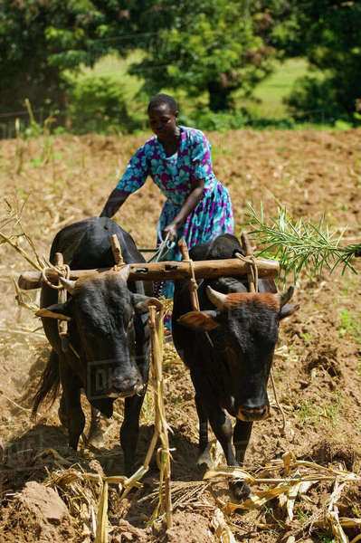 Agriculture - An African woman driving a team of oxen tilling a field ...
