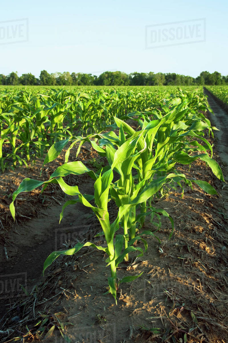 Agriculture - Field of mid growth grain corn plants at the 10 leaf pre ...