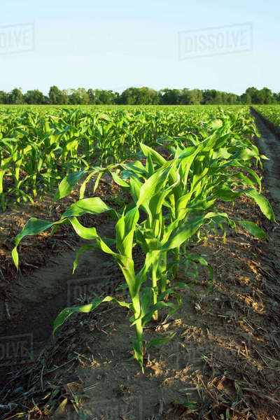 Agriculture - Field of mid growth grain corn plants at the 10 leaf pre ...