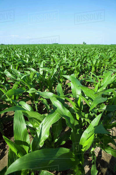 Agriculture - Large field of mid growth grain corn plants at the pre ...