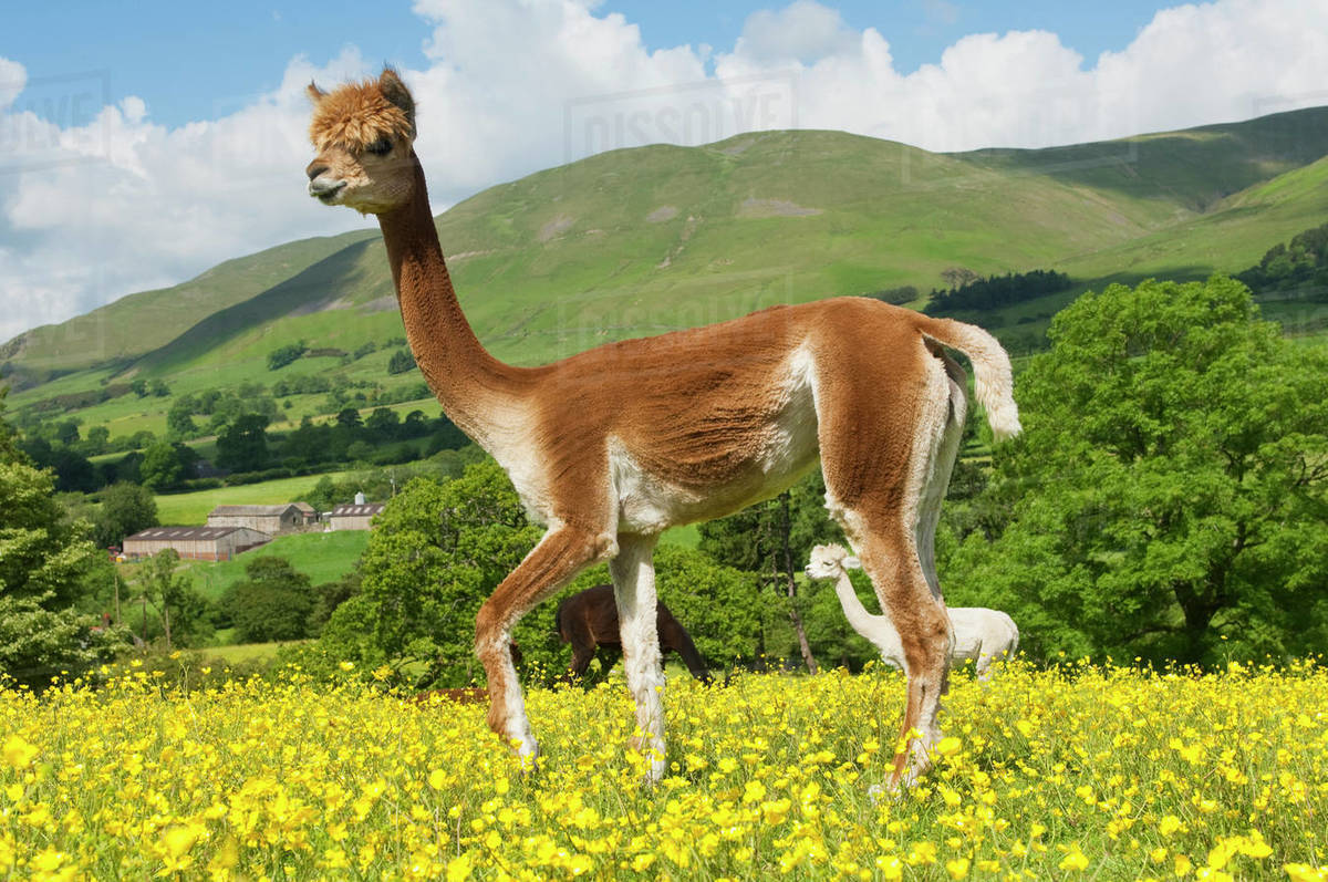 Agriculture - Newly sheared Alpaca (Lama pacos) adults in a field in ...