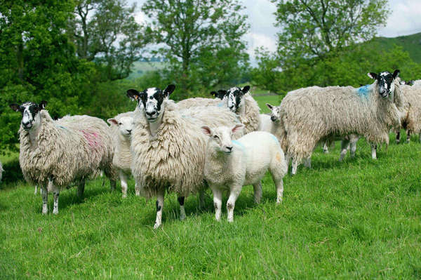Agriculture - Mule sheep ewes with lambs. Mule sheep are a crossbred ...