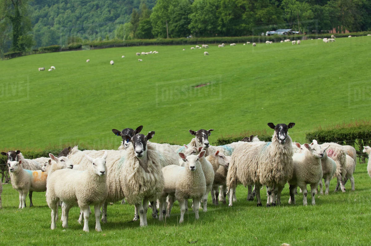 Agriculture - Mule sheep ewes with lambs. Mule sheep are a crossbred ...