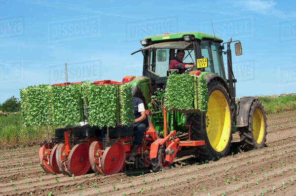 Agriculture - Transplanting broccoli seedlings in a prepared field ...