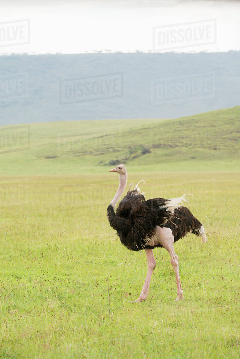 Male Common Ostrich (Struthio camelus) with wing feathers fluttering ...