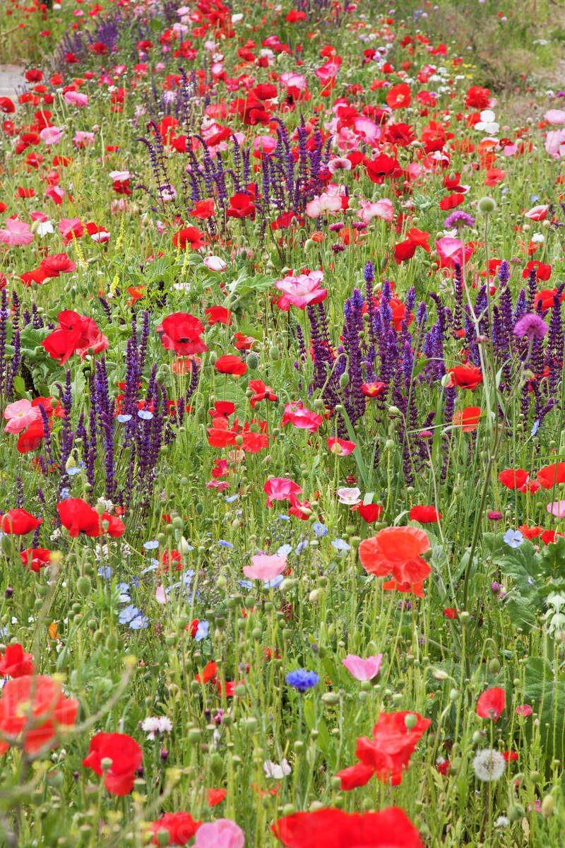 Colourful wildflowers in a field; Melk, Austria - Royalty-free Stock ...