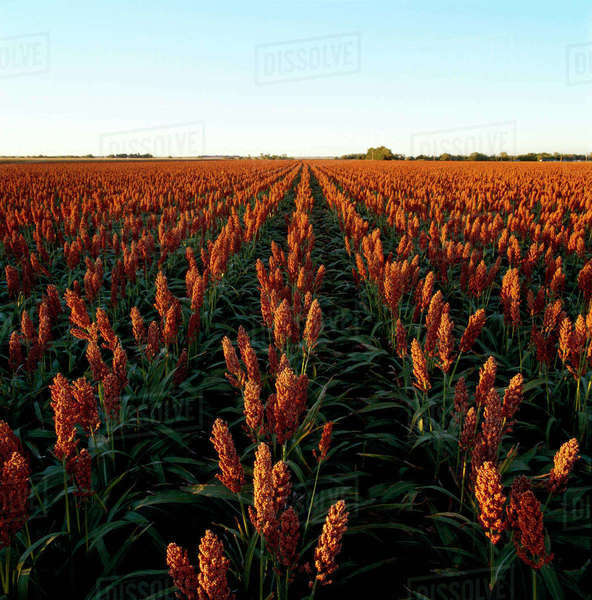 Agriculture - Field of healthy mature grain sorghum, ready for harvest ...