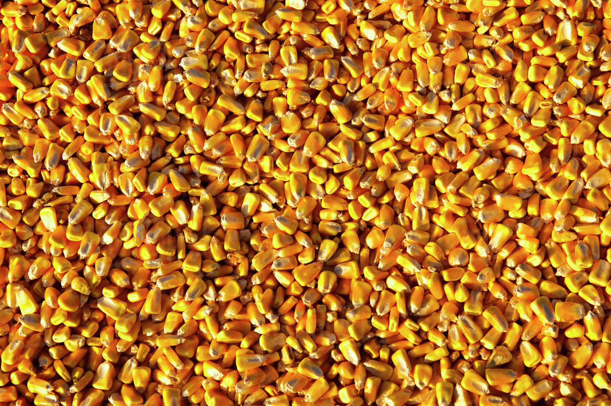 Agriculture - Closeup of mature freshly harvested grain corn kernels ...