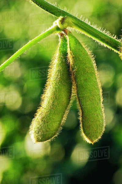 Agriculture - Mid season green soybean pods on the plant / Central Iowa ...
