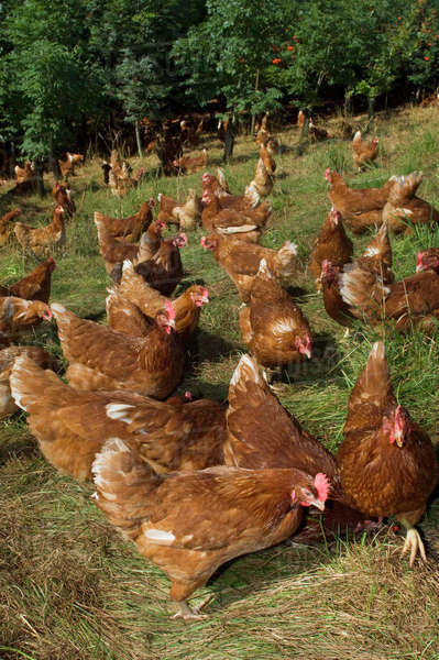 Livestock - Free range hybrid layer hens foraging for food in a ...