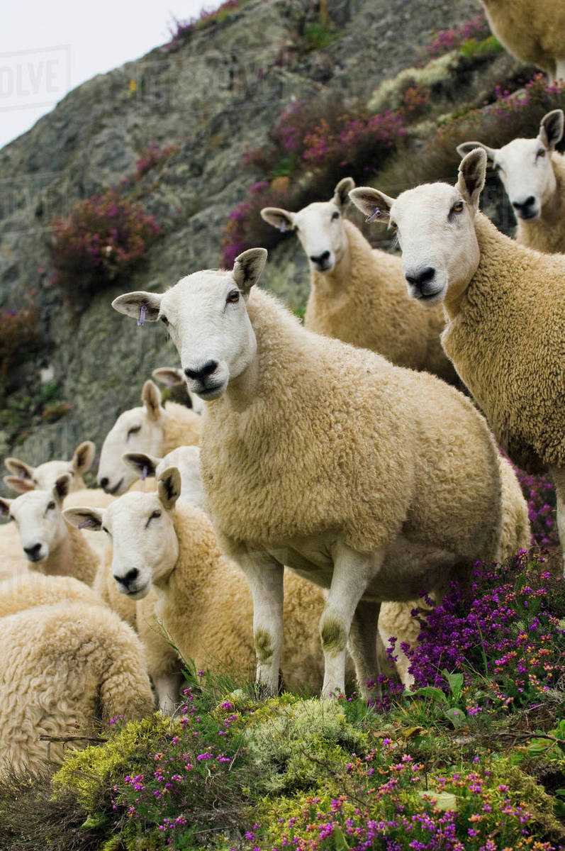 Livestock - A flock of Welsh mules (crossbred) on a heather covered ...