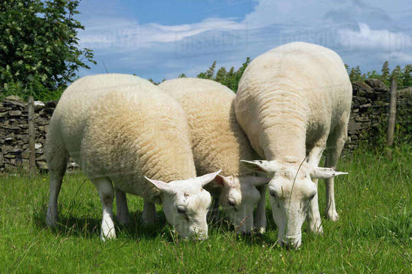 Livestock - Lleyn ewe with Texel sired twin lambs at foot. Lleyns are a ...