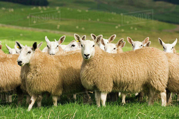 Livestock - Cheviot hybrid mule sheep; Cheviot ewe crossed with a Blue ...