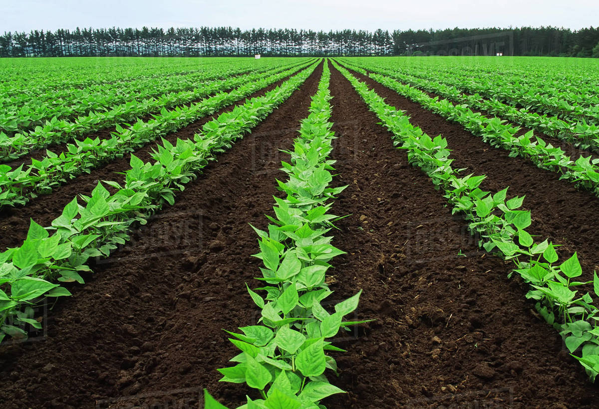 Agriculture - Field of early growth Snap beans with a hedgerow of trees ...