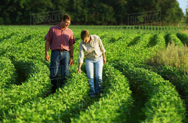 Agriculture - Husband and wife farmers inspect their mid growth soybean ...