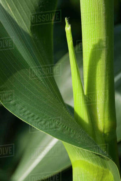 Agriculture - Early formation stage of an emerging ear of grain corn ...