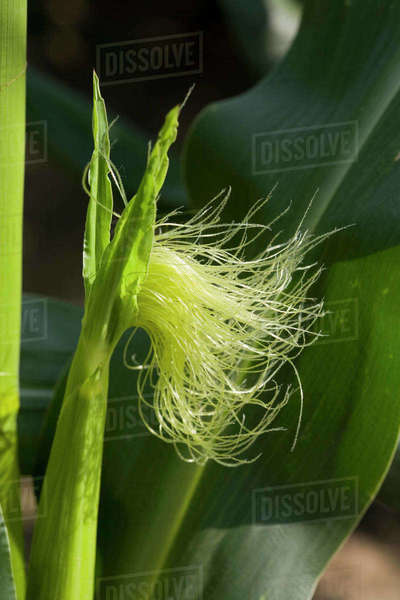 Agriculture - Early formation stage of an emerging ear of grain corn ...