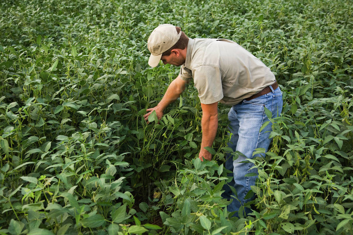 Agriculture - A crop consultant examines the pod set of a mid growth ...