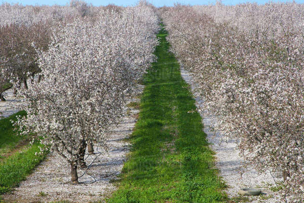 Agriculture - High view of an almond orchard at full bloom during the ...