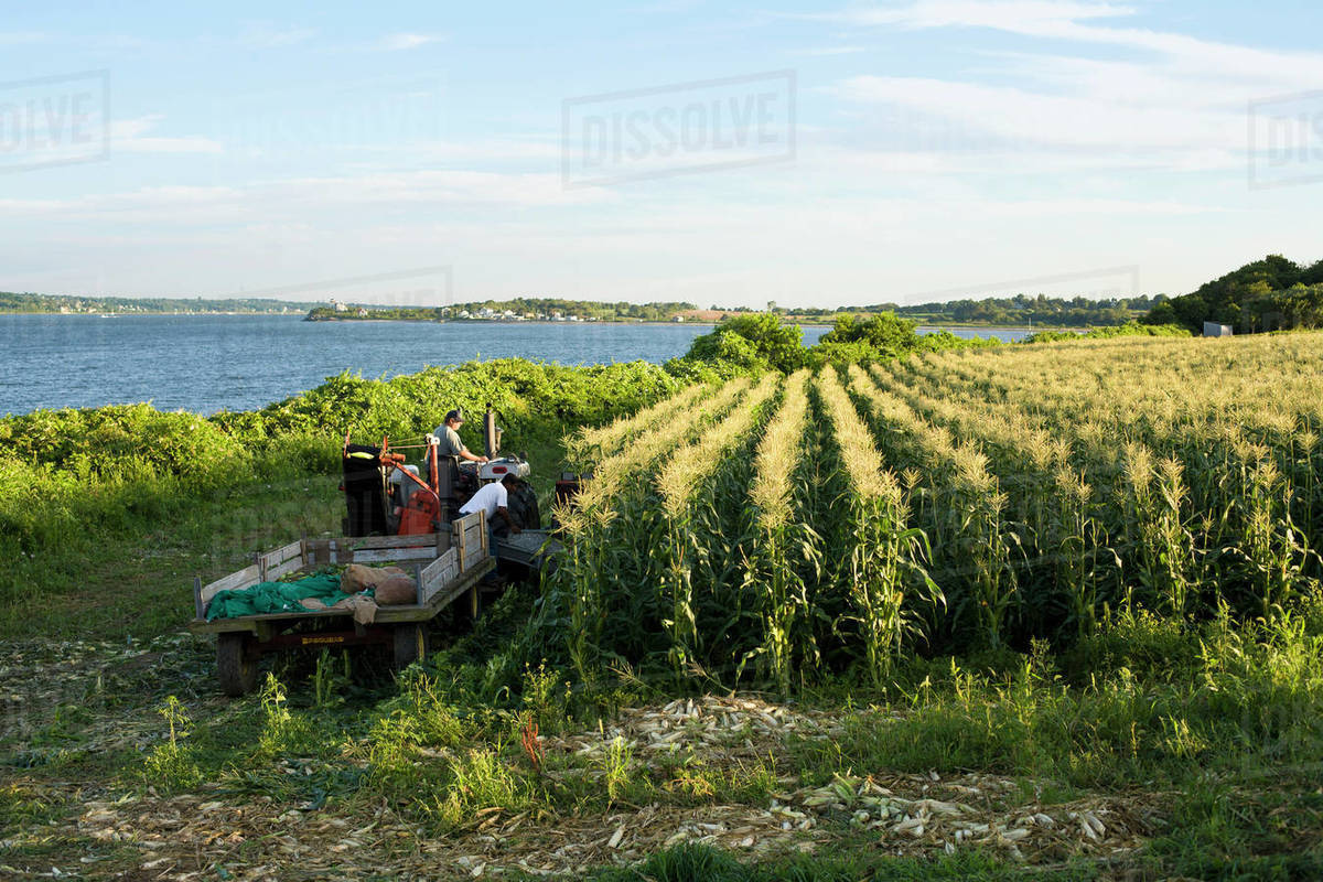 Agriculture - Harvesting sweet corn in mid Summer at a local family ...