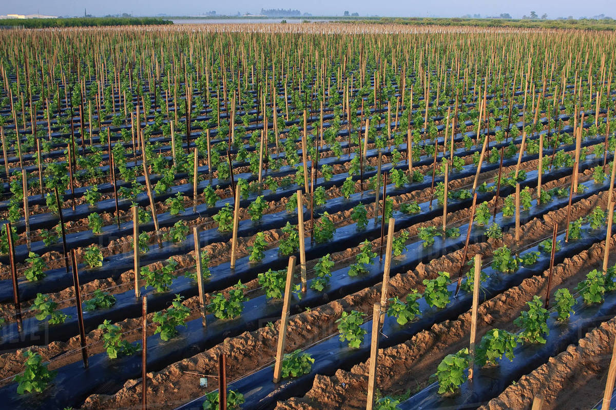 Agriculture - A field of cucumber plants in early spring supported by a ...
