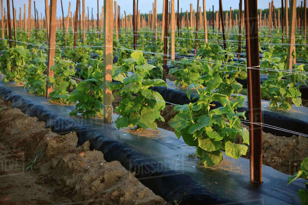 Agriculture - Rows of cucumber plants in early spring supported by a ...