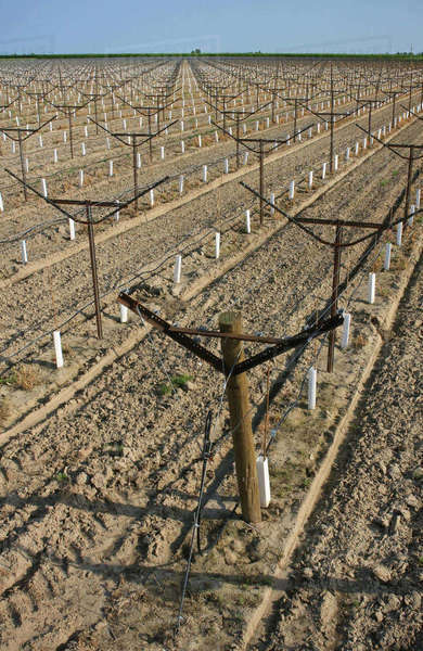 Agriculture - Newly planted table grape vineyard utilizing an overhead ...
