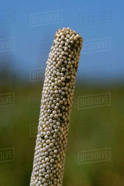 Agriculture - Closeup of a Pearl millet head in the field; used for ...