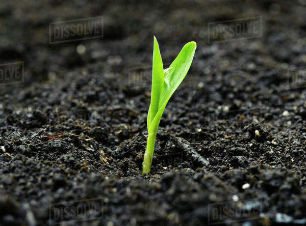Agriculture - A corn seedling emerges from the soil in early morning ...