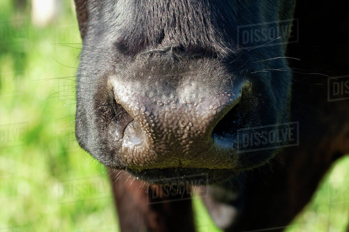 Livestock - Closeup of the nose of a Black Angus beef cow / Alberta ...
