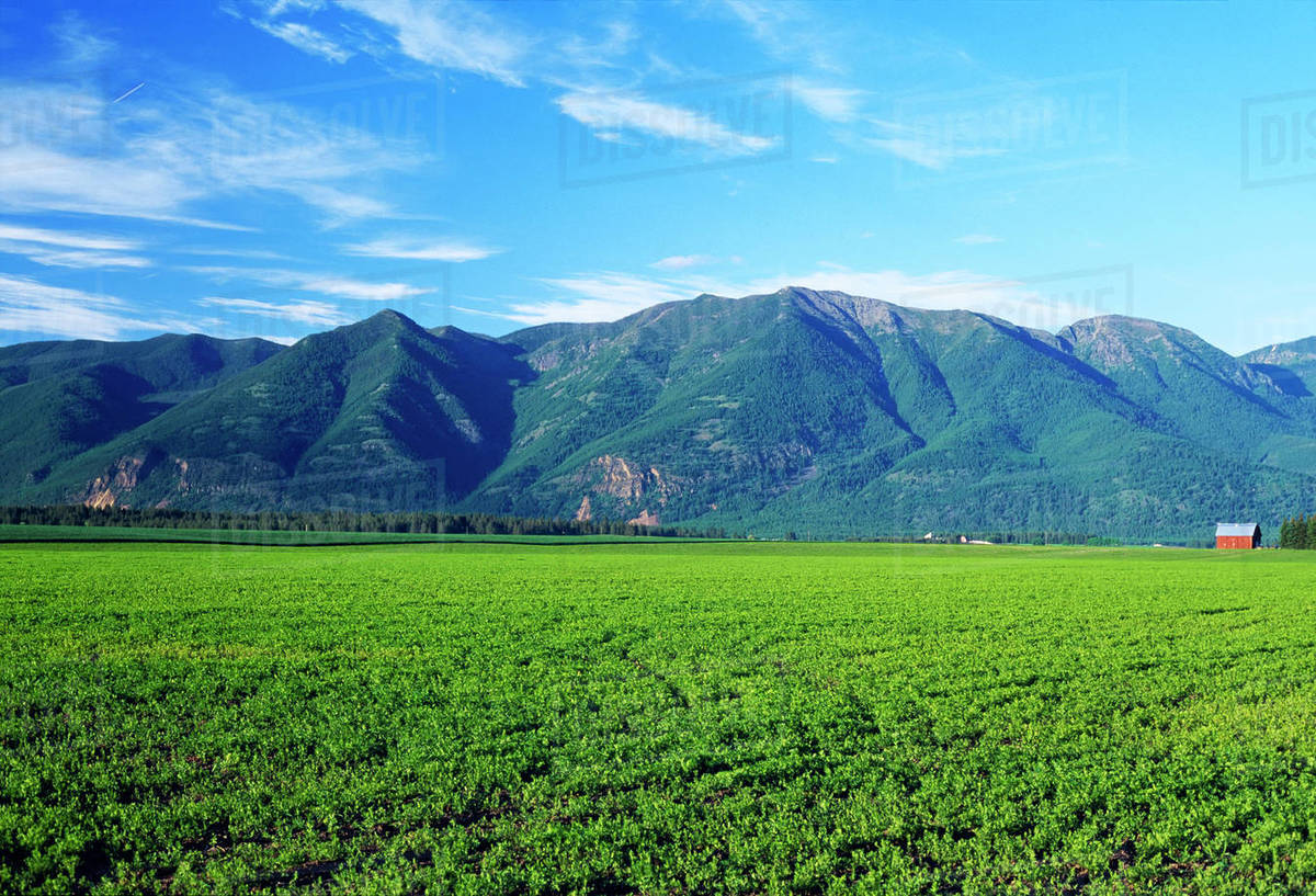 Agriculture - Alfalfa field with red barn and Swan Mt. Range / Creston ...