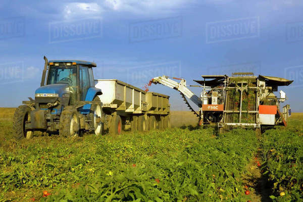 Agriculture - A mechanical tomato harvester harvests processing ...