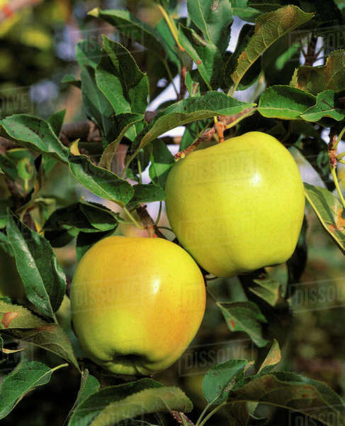 Agriculture - Golden Delicious apples on the tree / Yakima Valley ...