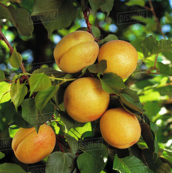 Agriculture - Mature, harvest ready Apriums on the tree / Morgan Hill ...