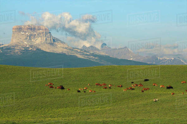 Livestock - Mixed breed cows and calves grazing on a green foothill ...