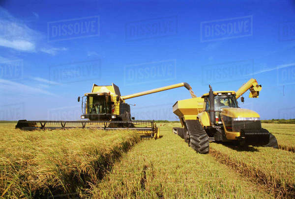 Agriculture - A Caterpillar Lexion 485 tracked combine harvests premium ...