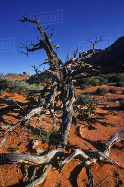 Dead Tree In Desert - Royalty-free Stock Photo | Dissolve