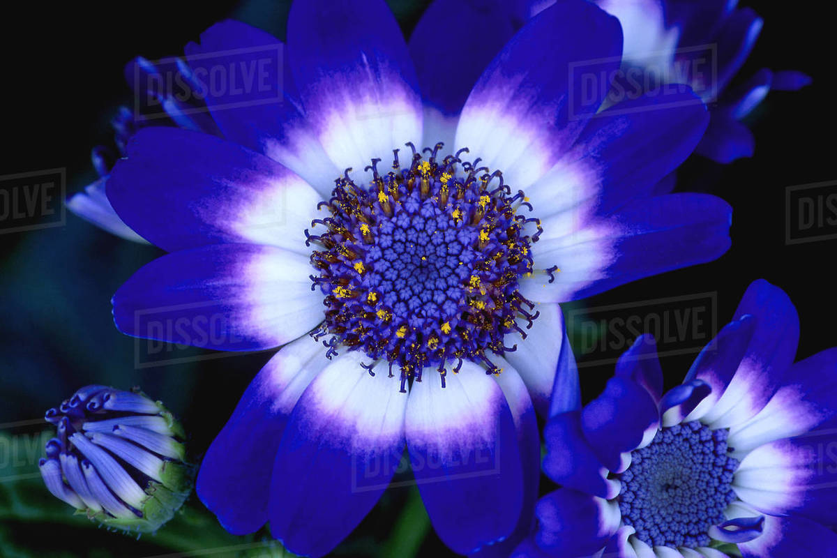 Closeup Of Blue Flower - Royalty-free Stock Photo | Dissolve