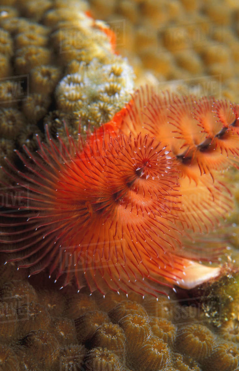 Christmas Tree Worm - Royalty-free Stock Photo | Dissolve