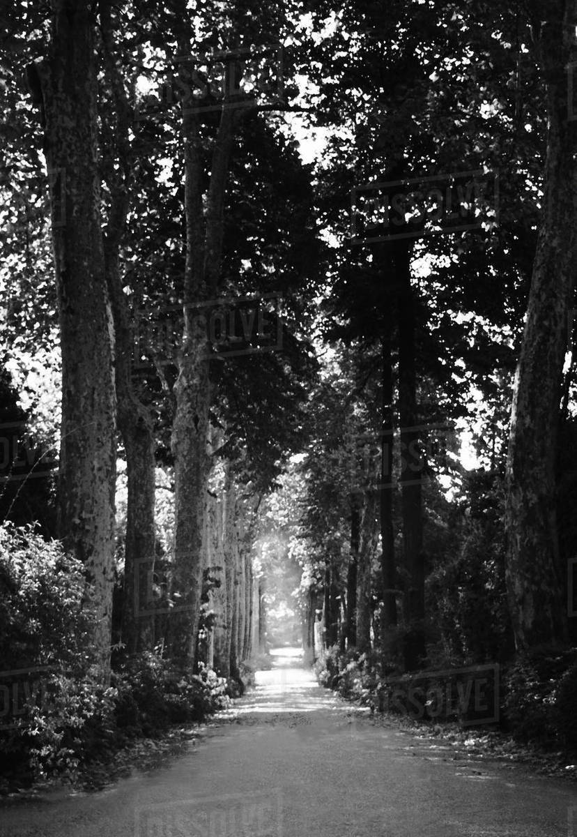 Straight Tree-Lined Pathway In Forest - Royalty-free Stock Photo | Dissolve