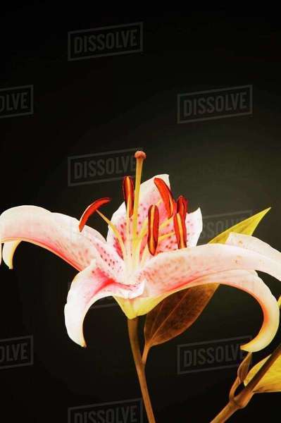Flower - Royalty-free Stock Photo | Dissolve