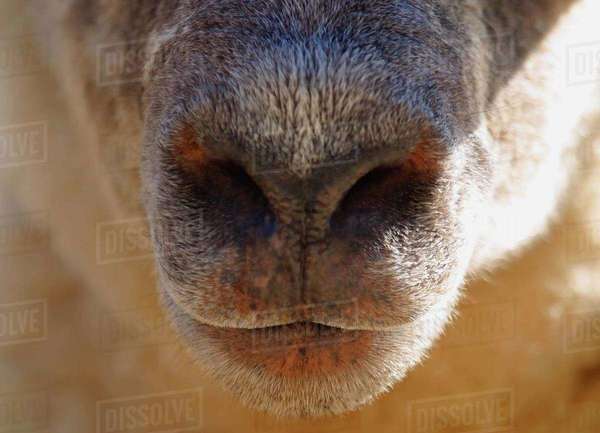 A Sheep's Nose - Royalty-free Stock Photo | Dissolve