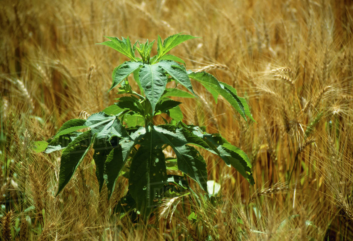 Agriculture - Weeds, Giant Ragweed (Ambrosia trifida) aka. Great ...