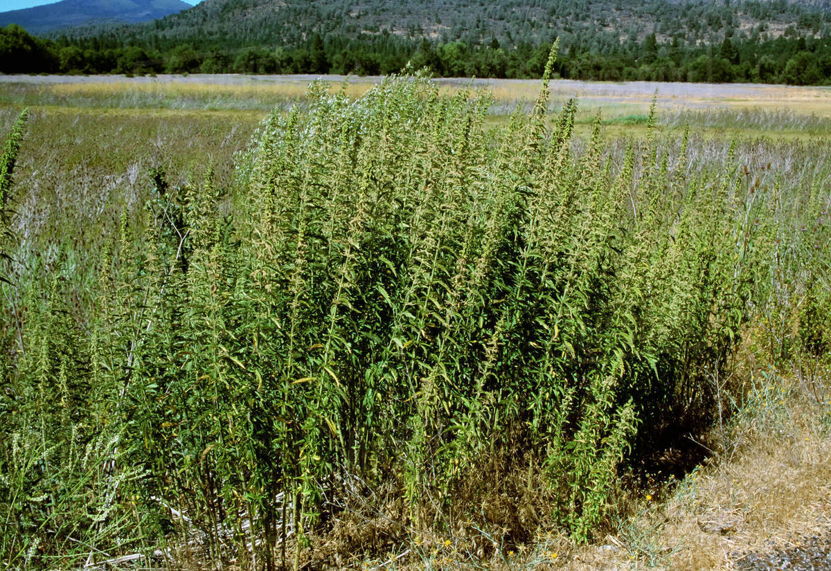 Agriculture - Weeds, Stinging Nettle (Urtica dioica ssp. holosericea ...