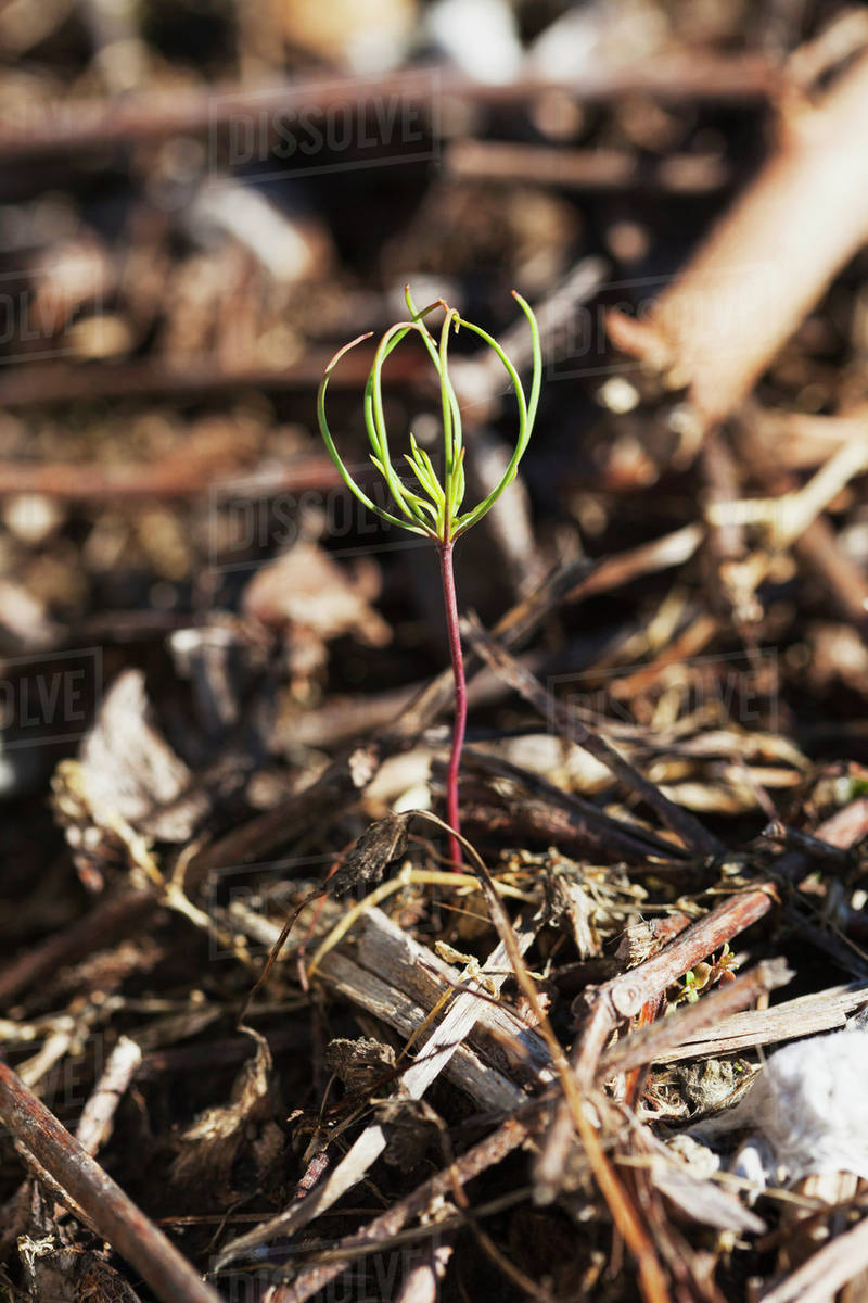 Close up of pine tree seedling coming up in a field where no till ...