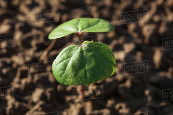 Cotton seedling with first true leaf, conventional till system; England ...