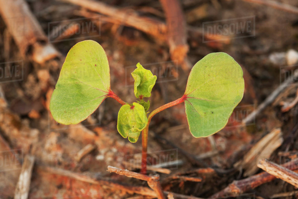 Cotton seedling, 2 true leaf stage, no till culture; England, Arkansas ...